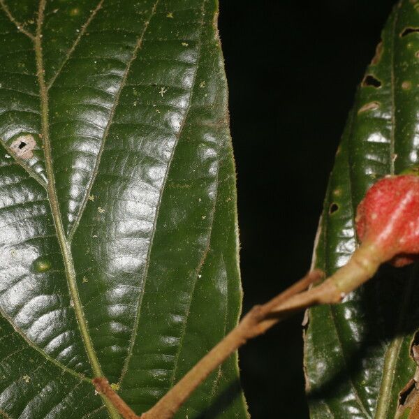 Ocotea Mollifolia Plant Care & How to Grow, Water