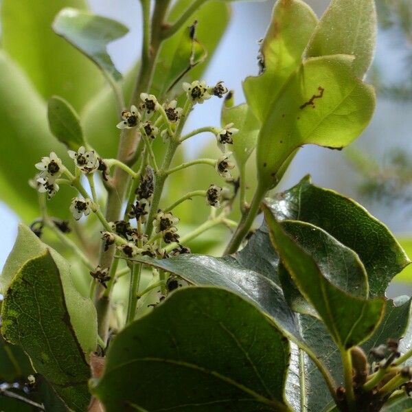 Ocotea Obtusata Care Guide: Water, Soil & Propagation - Plantiary