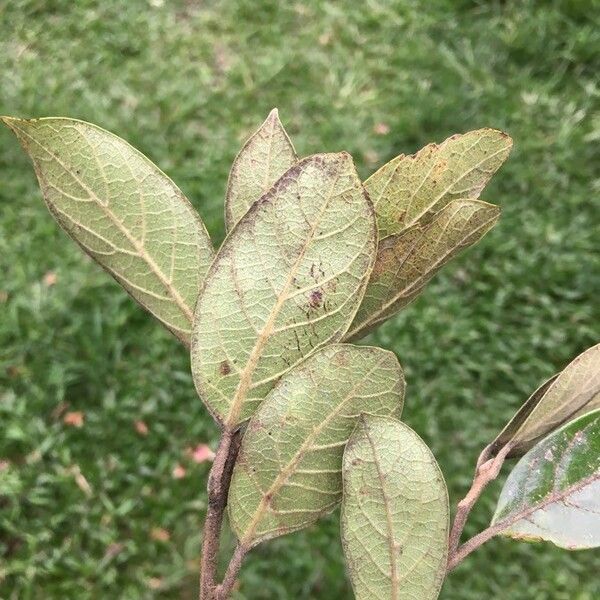 Ocotea Praetermissa Care Guide: Water, Soil & Propagation - Plantiary