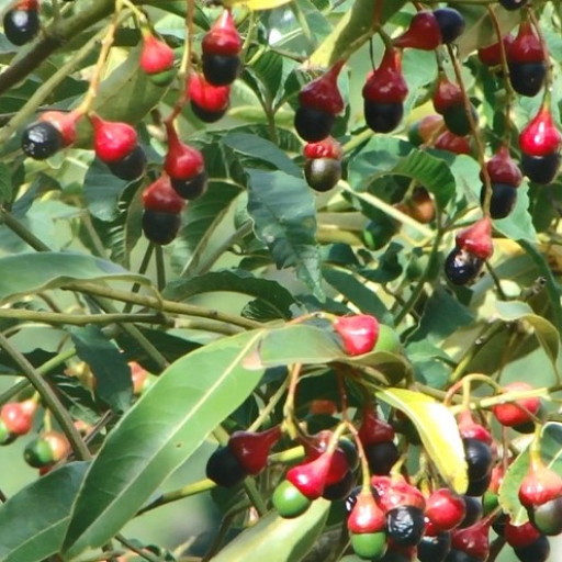 Ocotea Puberula Care Guide: Water, Soil & Propagation - Plantiary