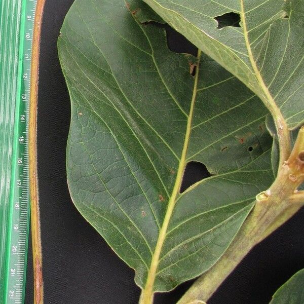 Ocotea Sinuata Plant Care & How to Grow, Water