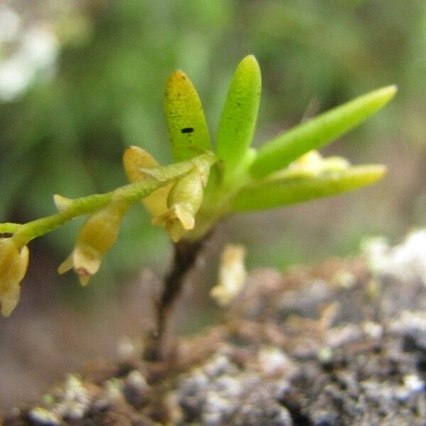 Octarrhena Oberonioides Care Guide: Water, Soil & Propagation - Plantiary