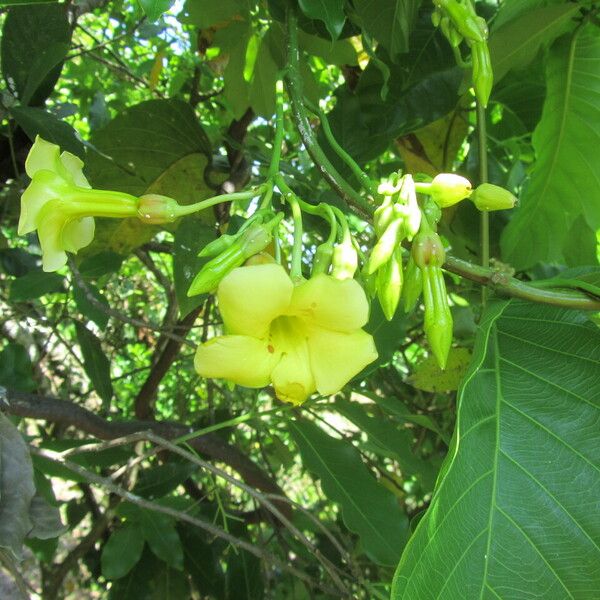 Odontadenia Semidigyna Care Guide: Water, Soil & Propagation - Plantiary