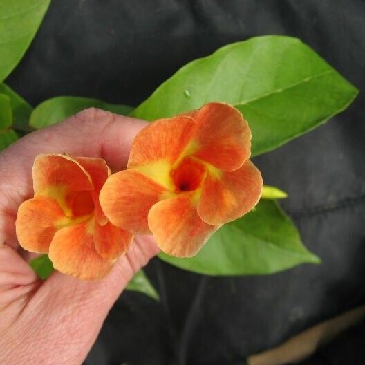 Odontadenia Verrucosa Care Guide: Water, Soil & Propagation - Plantiary
