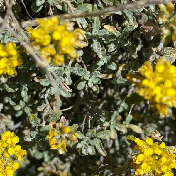 Alpine Alyssum (Odontarrhena Alpestris) Plant Care & How to Grow, Water
