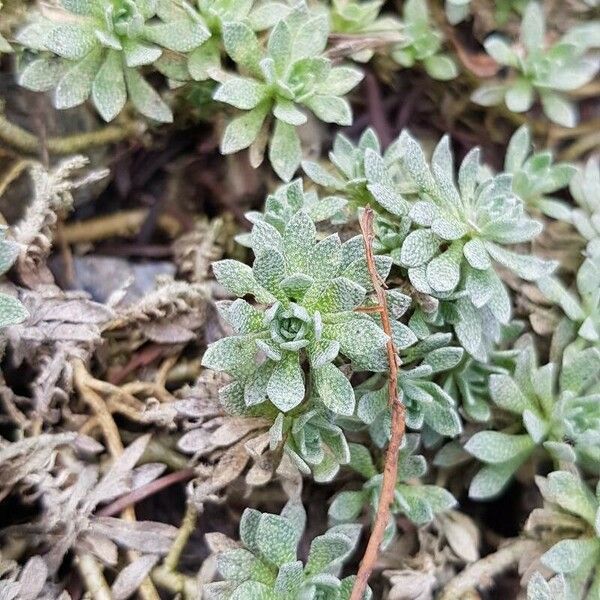 Odontarrhena Pateri Plant Care & How to Grow, Water