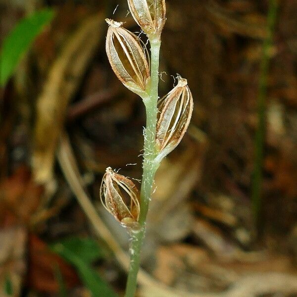 Odontochilus Montanus Care Guide: Water, Soil & Propagation - Plantiary