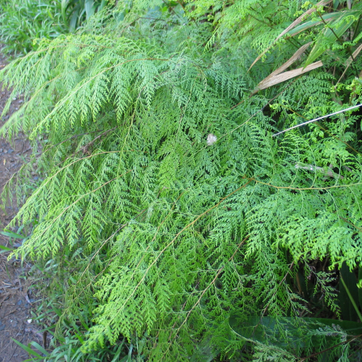 Lace Fern (Odontosoria Chinensis) Plant Care & How to Grow, Water