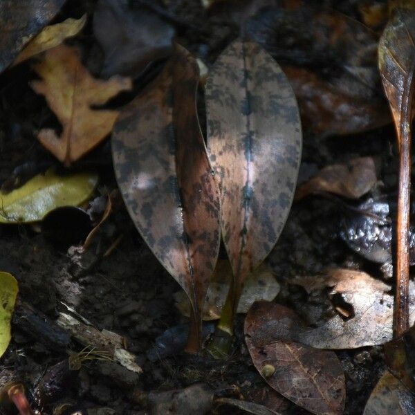 Oeceoclades Monophylla Plant Care & How to Grow, Water