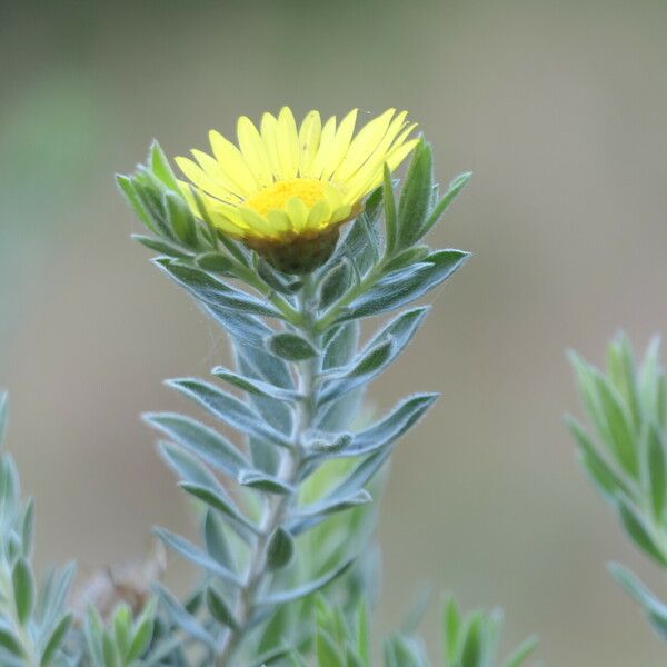 Oedera Calycina Plant Care & How to Grow, Water