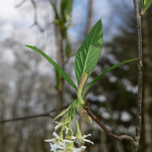 Osoberry (Oemleria Cerasiformis) Plant Care & How to Grow, Water