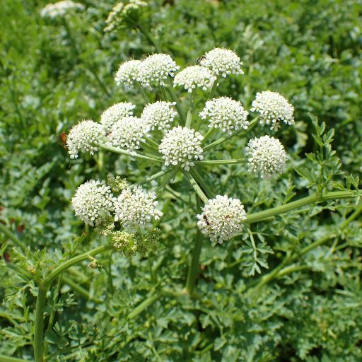 Hemlock Water-Dropwort (Oenanthe Crocata) Plant Care & How to Grow, Water