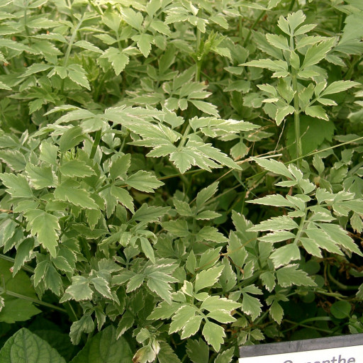 Java Waterdropwort (Oenanthe Javanica) Plant Care & How to Grow, Water