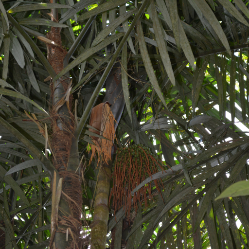 Bacaba Palm (Oenocarpus Bacaba) Plant Care & How to Grow, Water