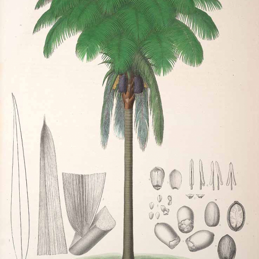 Bataua Palm (Oenocarpus Bataua) Plant Care & How to Grow, Water