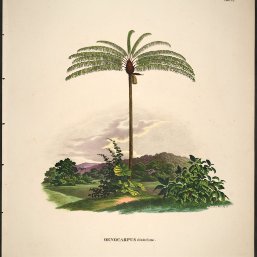 Oenocarpus Distichus Plant Care & How to Grow, Water