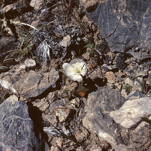 Gypsum Cave Evening Primrose (Oenothera Cavernae) Plant Care & How to ...