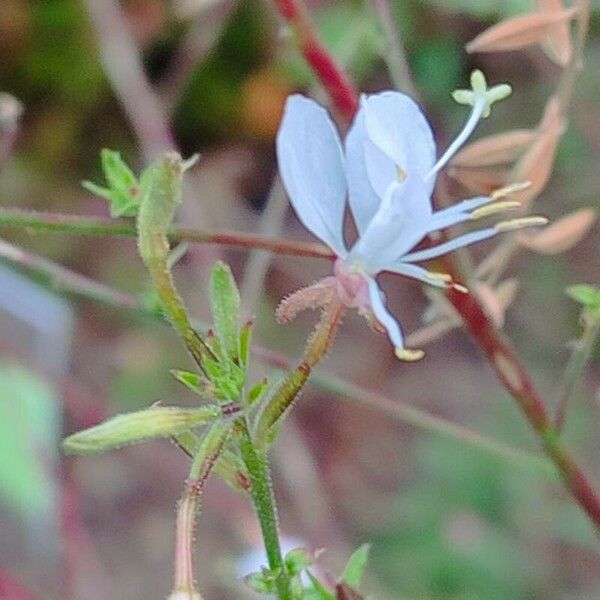 Longflower Beeblossom (Oenothera Filiformis) Plant Care & How to Grow ...
