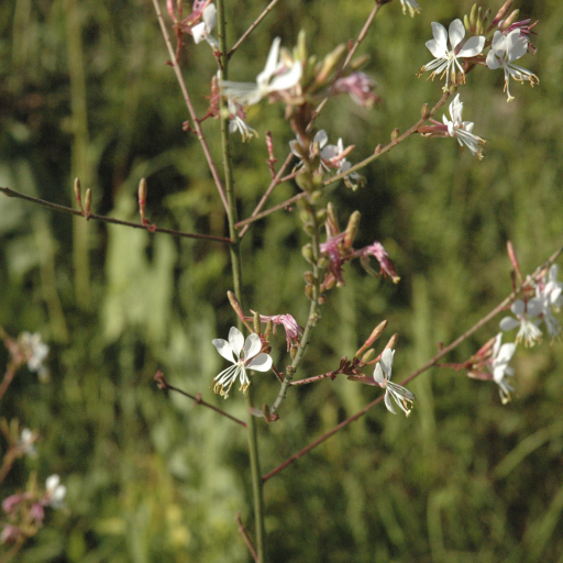 Biennial Gaura (Oenothera Gaura) Plant Care & How to Grow, Water