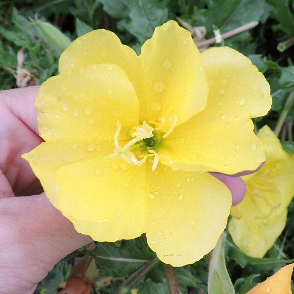 Showy Evening Primrose (Oenothera Grandis) Plant Care & How to Grow, Water