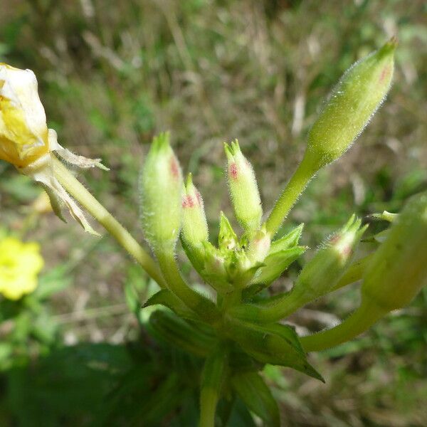 Oenothera Paradoxa Plant Care & How to Grow, Water