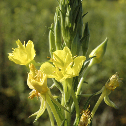 Northern Evening Primrose (Oenothera Parviflora) Plant Care & How to ...