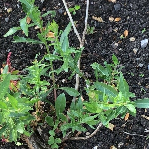 Fourpoint Evening Primrose (Oenothera Rhombipetala) Plant Care & How to ...