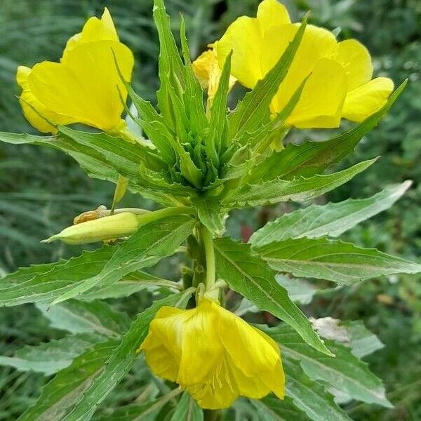 Oenothera Scabra Care Guide: Water, Soil & Propagation - Plantiary