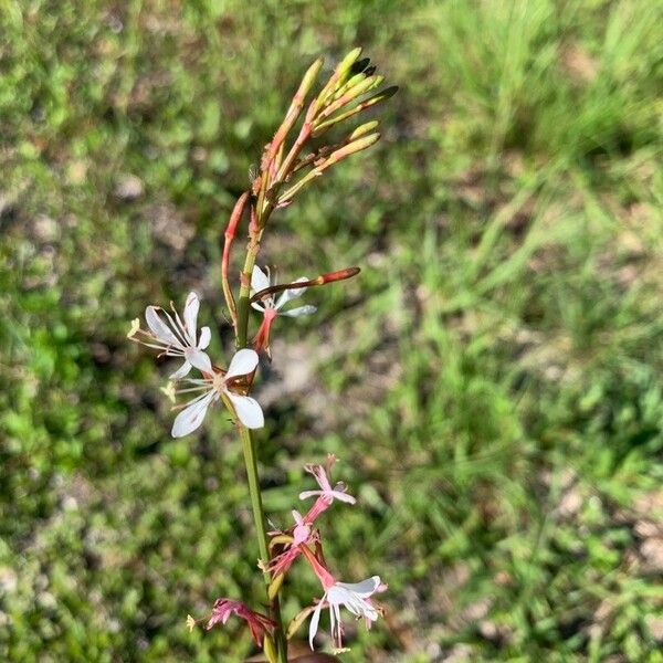 Southern Beeblossom (Oenothera Simulans) Plant Care & How to Grow, Water