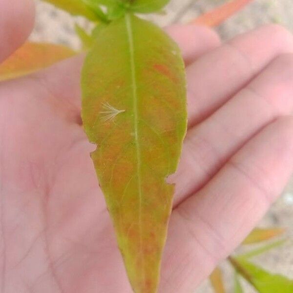 Common Evening-Primrose (Oenothera Stricta) Plant Care & How to Grow, Water