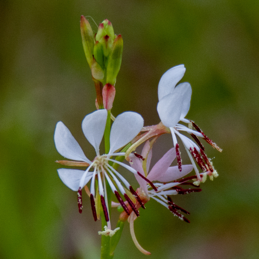 Kisses (Oenothera Suffulta) Plant Care & How to Grow, Water