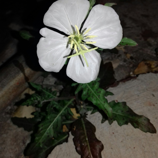 Fourwing Evening Primrose (Oenothera Tetraptera) Plant Care & How to ...