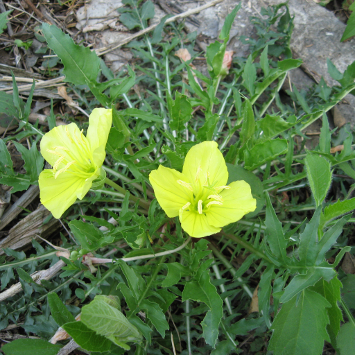 Sessile Evening-Primrose (Oenothera Triloba) Plant Care & How to Grow ...