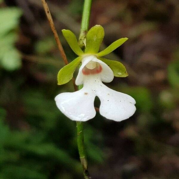 Oeonia Rosea Plant Care & How to Grow, Water