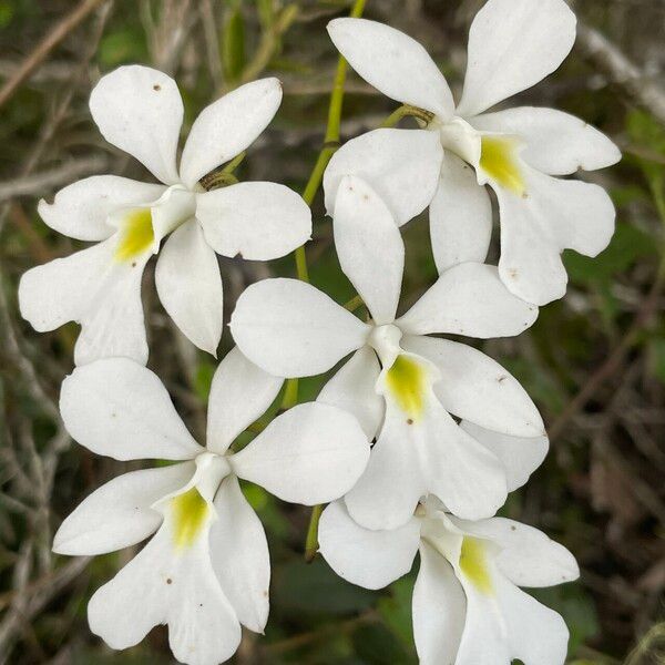 Oeonia Volucris Care Guide: Water, Soil & Propagation - Plantiary