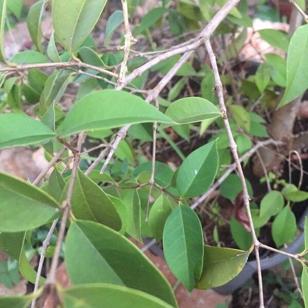 Bastard Sourplum (Olax Dissitiflora) Plant Care & How to Grow, Water