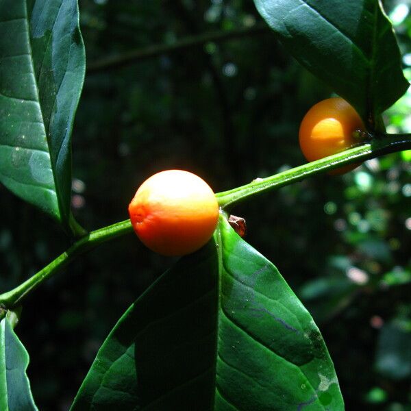 Olax Latifolia Care Guide: Water, Soil & Propagation - Plantiary