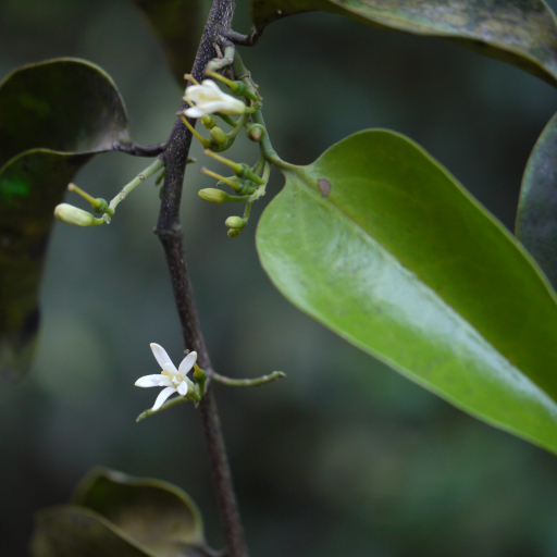 Bird's Eye Bush (Olax Psittacorum) Plant Care & How to Grow, Water
