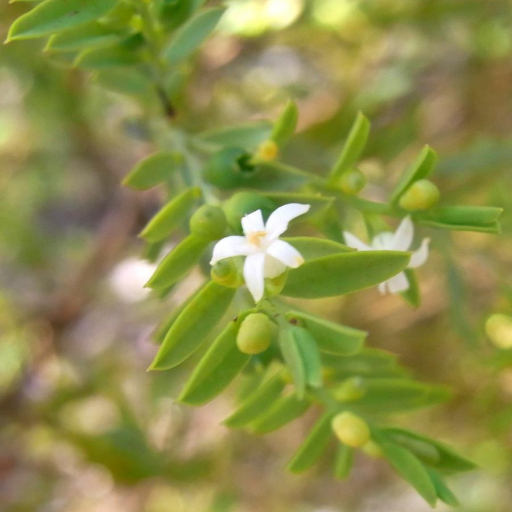Olax (Olax Stricta) Care Guide: Water, Soil & Propagation - Plantiary
