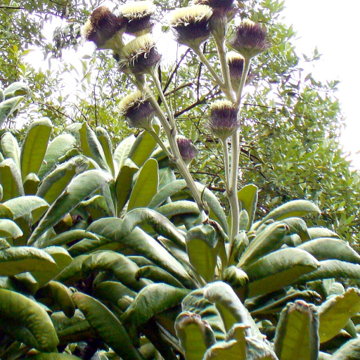 Suurberg Cushion Bush (Oldenburgia Grandis) Plant Care & How to Grow, Water