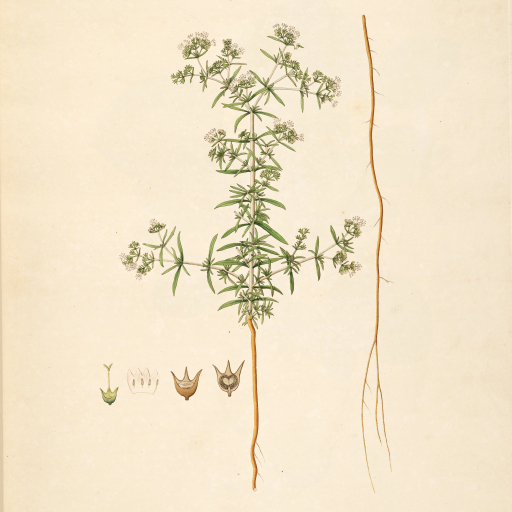 Chay Root (Oldenlandia Umbellata) Plant Care & How to Grow, Water