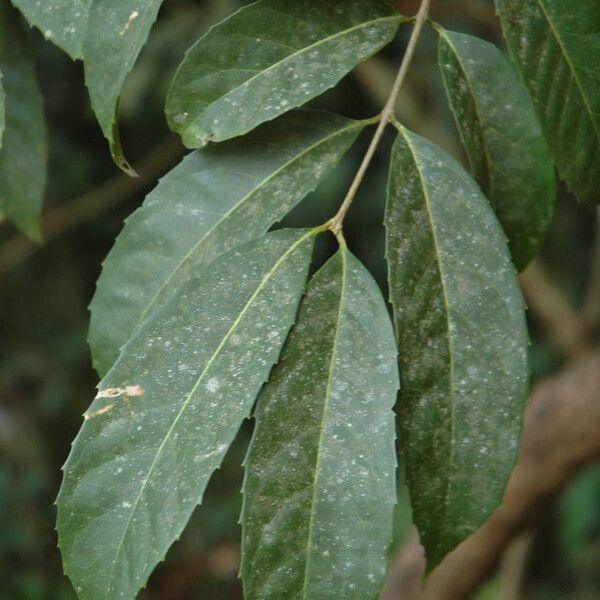 Rose Sandalwood (Olea Dioica) Care Guide: Water, Soil & Propagation ...