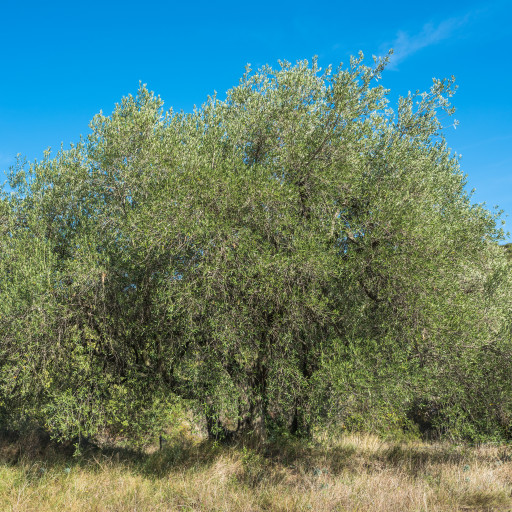 Olive (Olea Europaea) Plant Care & How to Grow, Water
