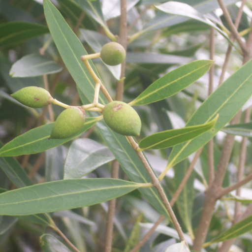 Olea Lancea Plant Care & How to Grow, Water