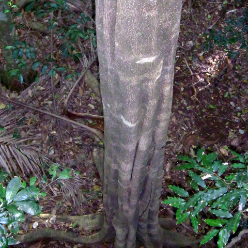 Australian Olive (Olea Paniculata) Care Guide: Water, Soil ...