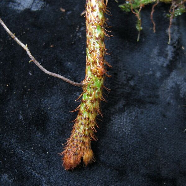 Oleandra Wallichii Plant Care & How to Grow, Water