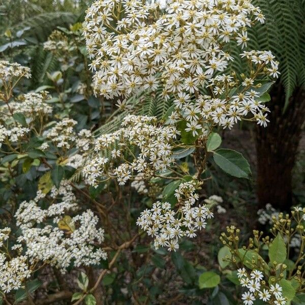 Teteaweka (Olearia Angustifolia) Plant Care & How to Grow, Water