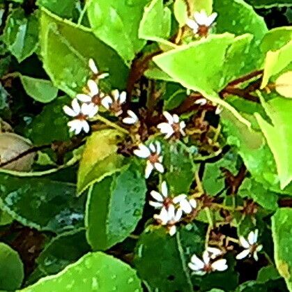 Glossy Tree Daisy (Olearia Arborescens) Care Guide: Water, Soil ...