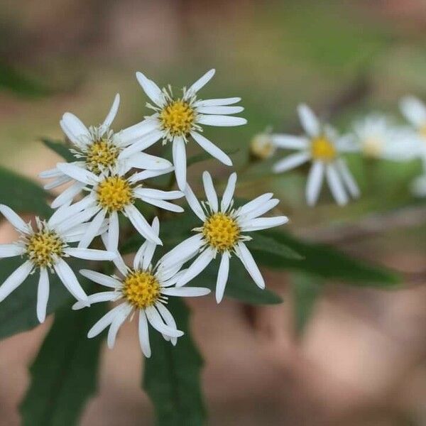 Olearia Gravis Plant Care & How to Grow, Water