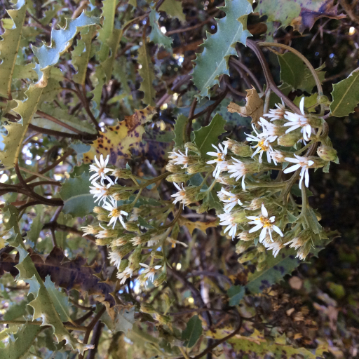 Mountain Holly (Olearia Ilicifolia) Plant Care & How to Grow, Water